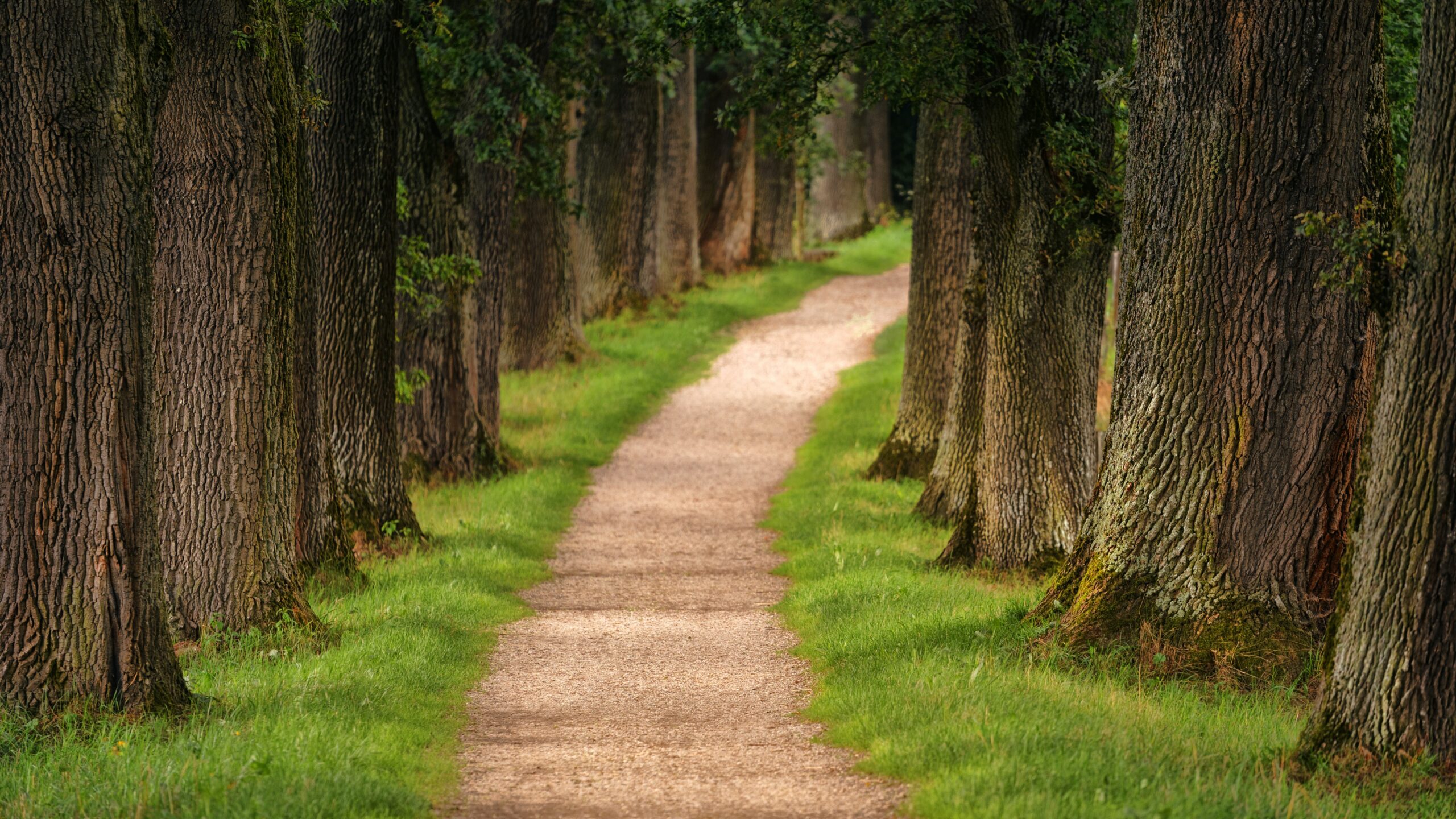 Five Outdoor Math Activities For Your Kids • The Community Classroom